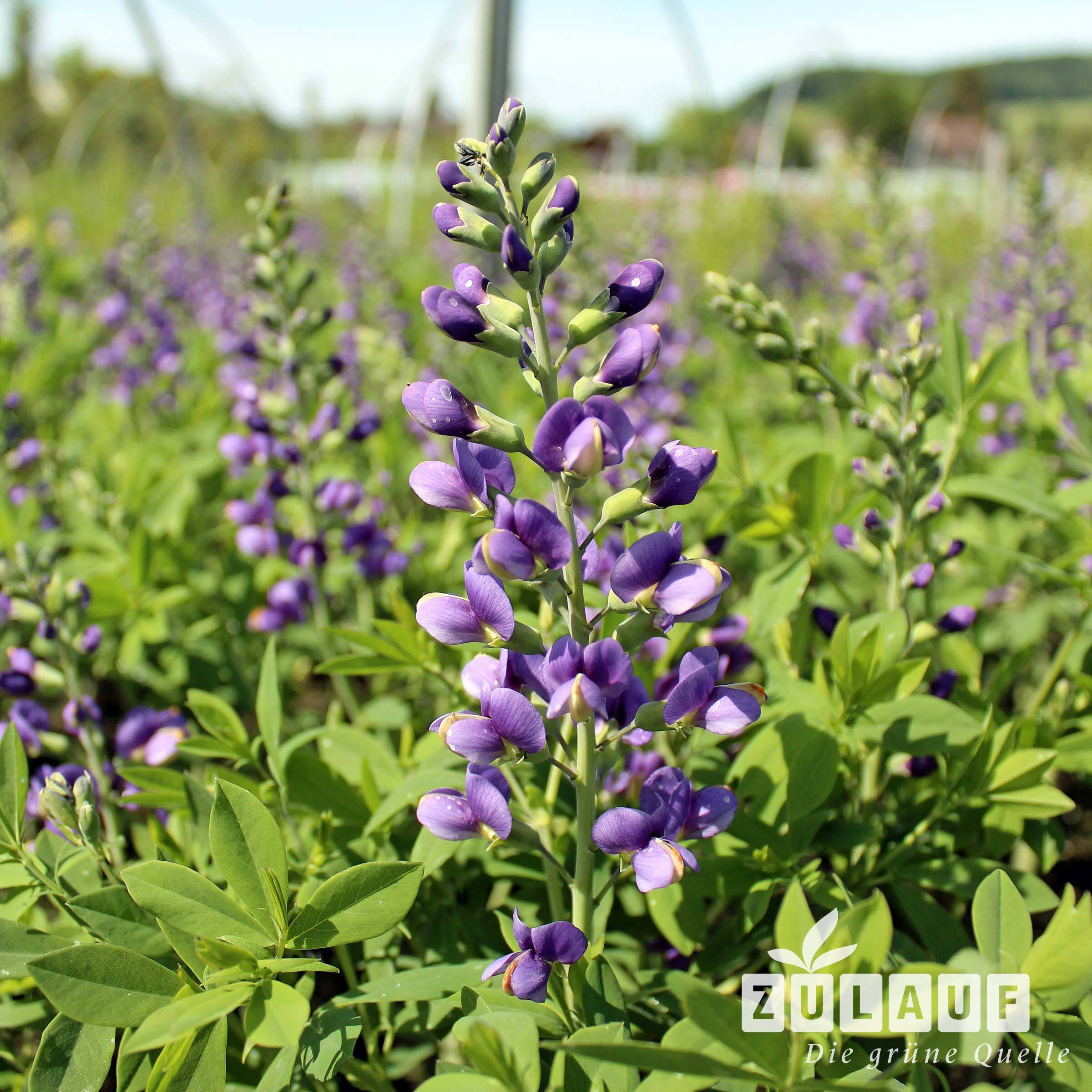 Färberhülse 'Blueberry Sundae' - Baptisia 'Blueberry Sundae'® | Zulauf ...