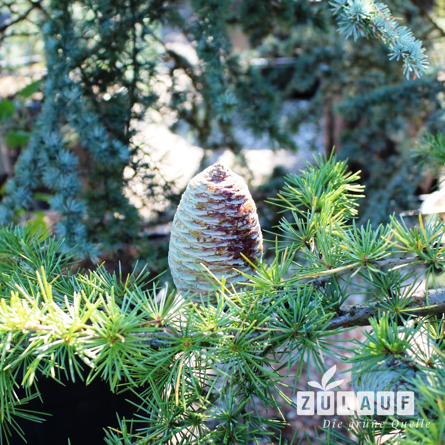 Himalaja-Zeder - Cedrus deodara | Zulauf Gartencenter