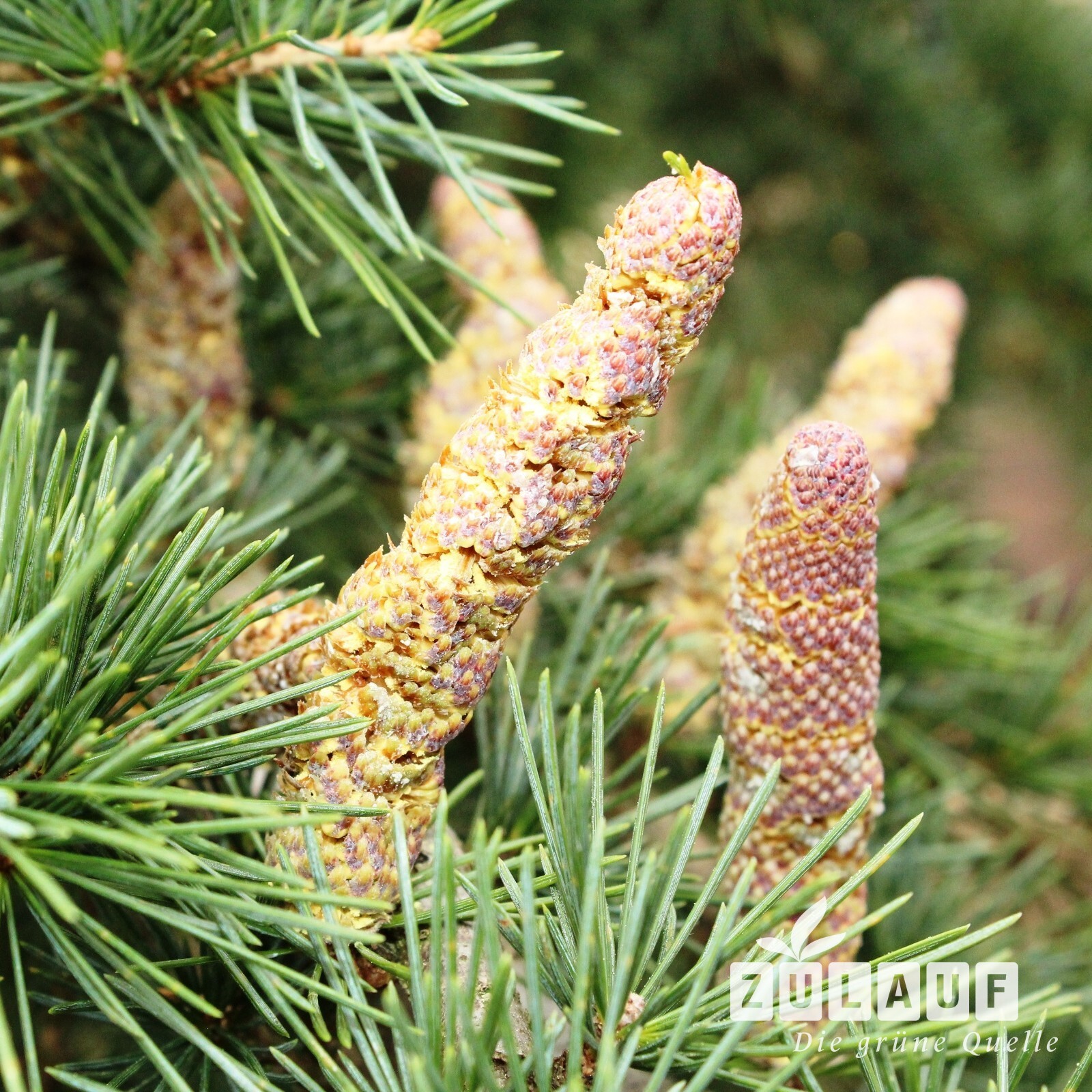 Himalaja-Zeder - Cedrus deodara | Zulauf Gartencenter