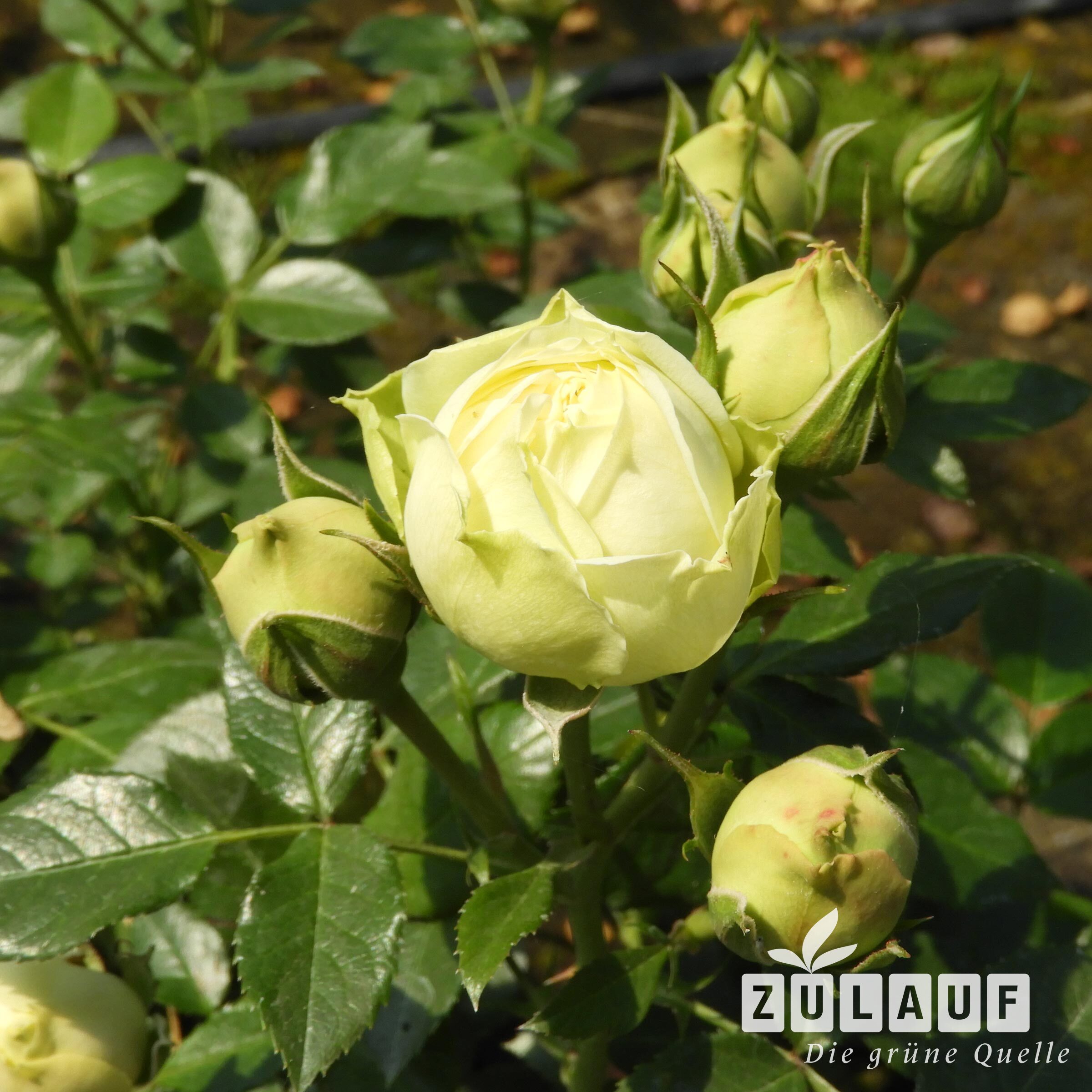 Beetrose 'Lemon Rokoko' - Rosa (FL) 'Lemon Rokoko'® | Zulauf Gartencenter