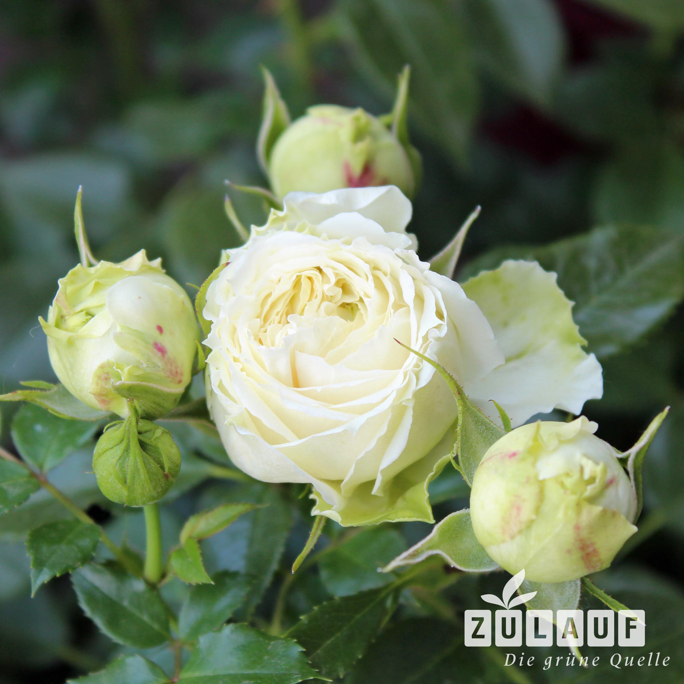 Beetrose 'Lemon Rokoko' - Rosa (FL) 'Lemon Rokoko'® | Zulauf Gartencenter