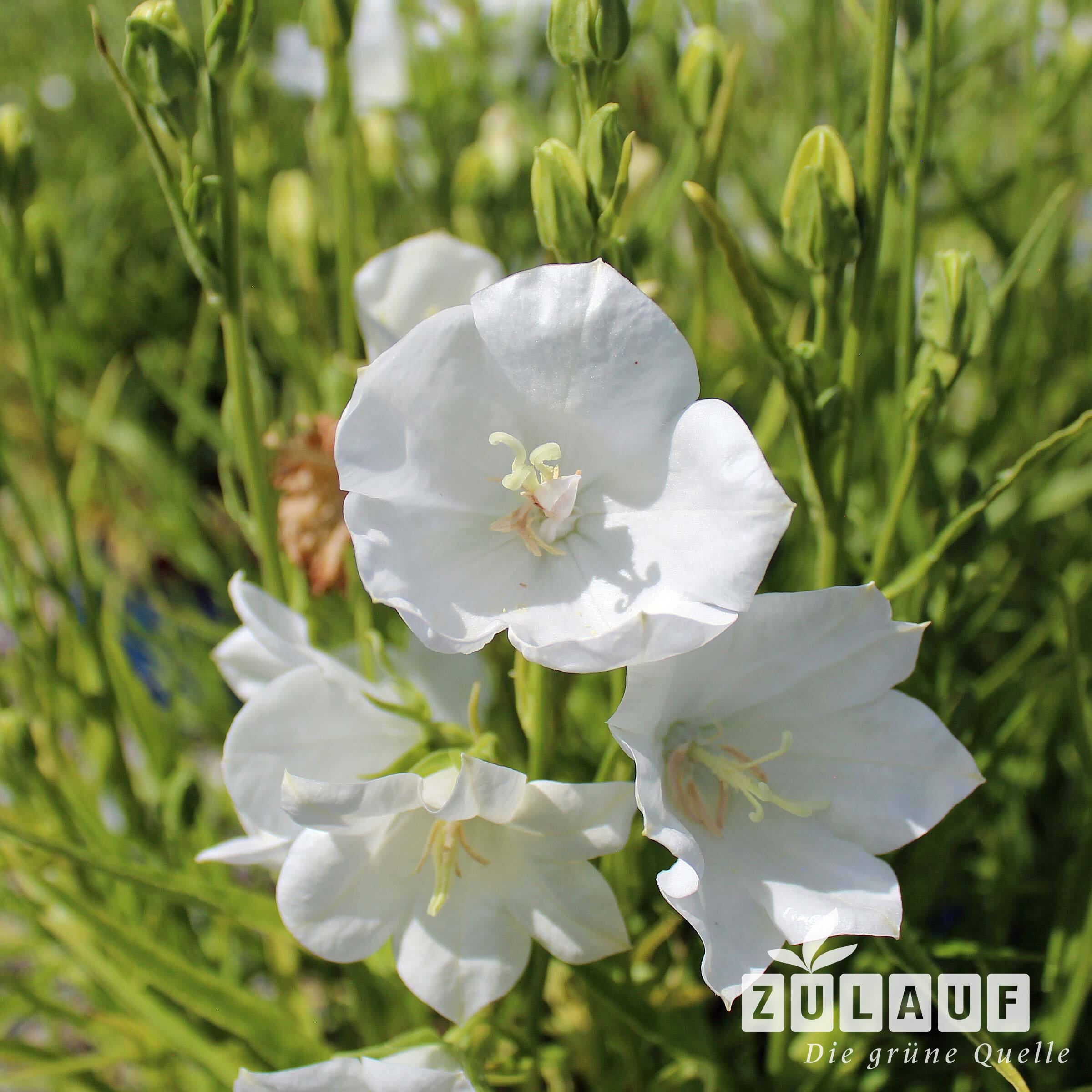 Pfirsichblättrige Glockenblume - Campanula pers. 'Takion White ...