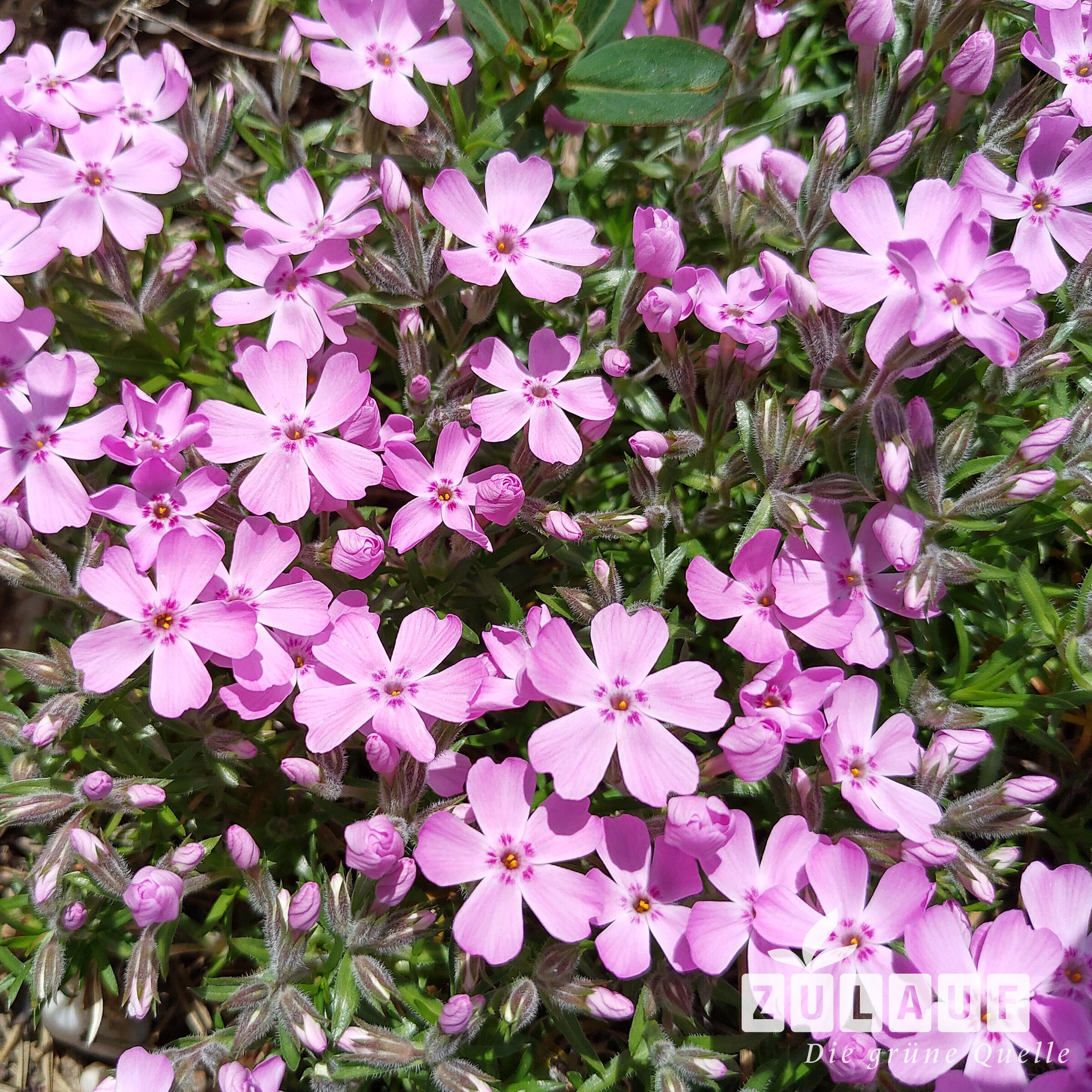 Polster-Phlox 'Phlox Trot Pink' - Phlox subulata 'Phlox Trot Pink ...