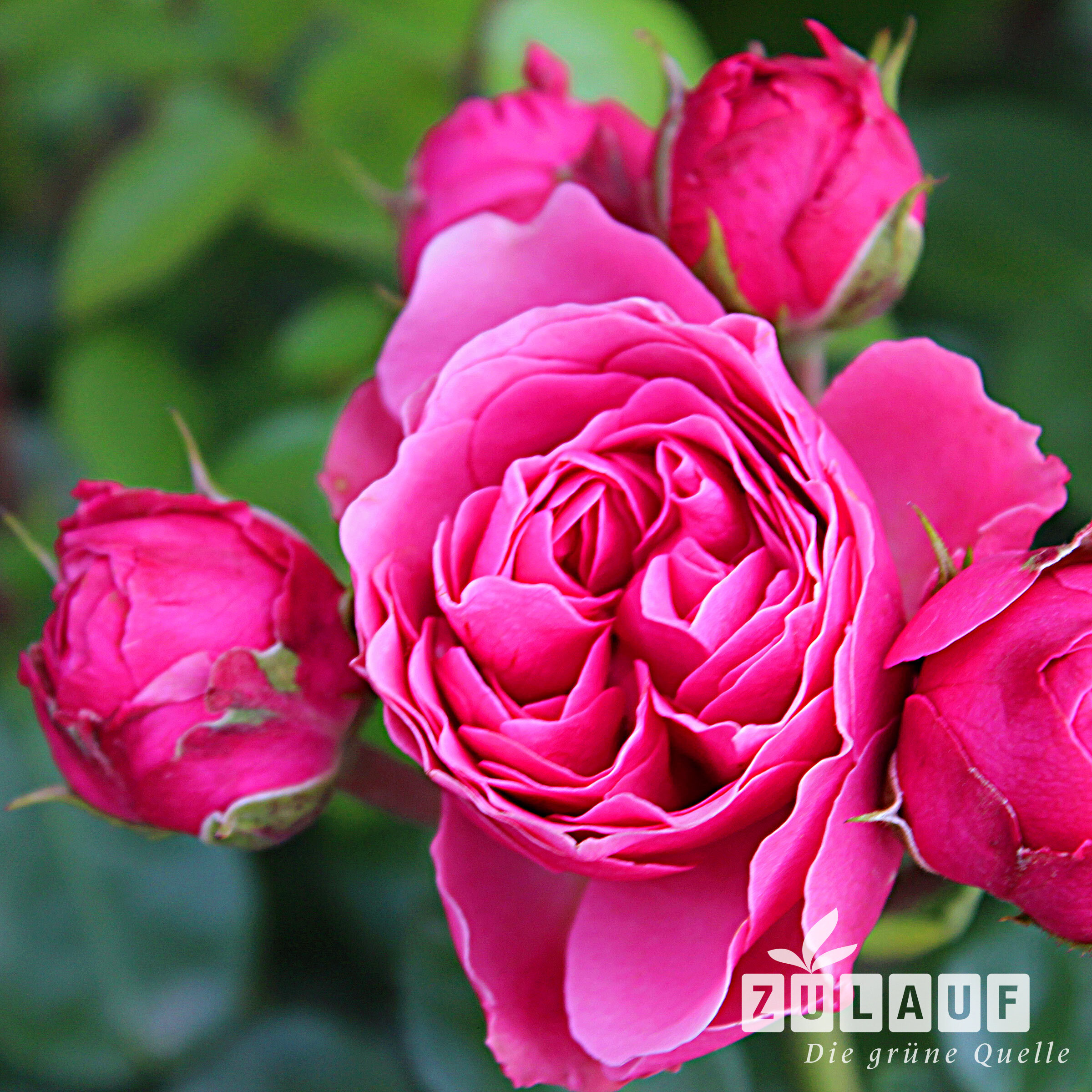 Beetrose 'Magic Rokoko' - Rosa (FL) 'Magic Rokoko'® - Gartencenter ...