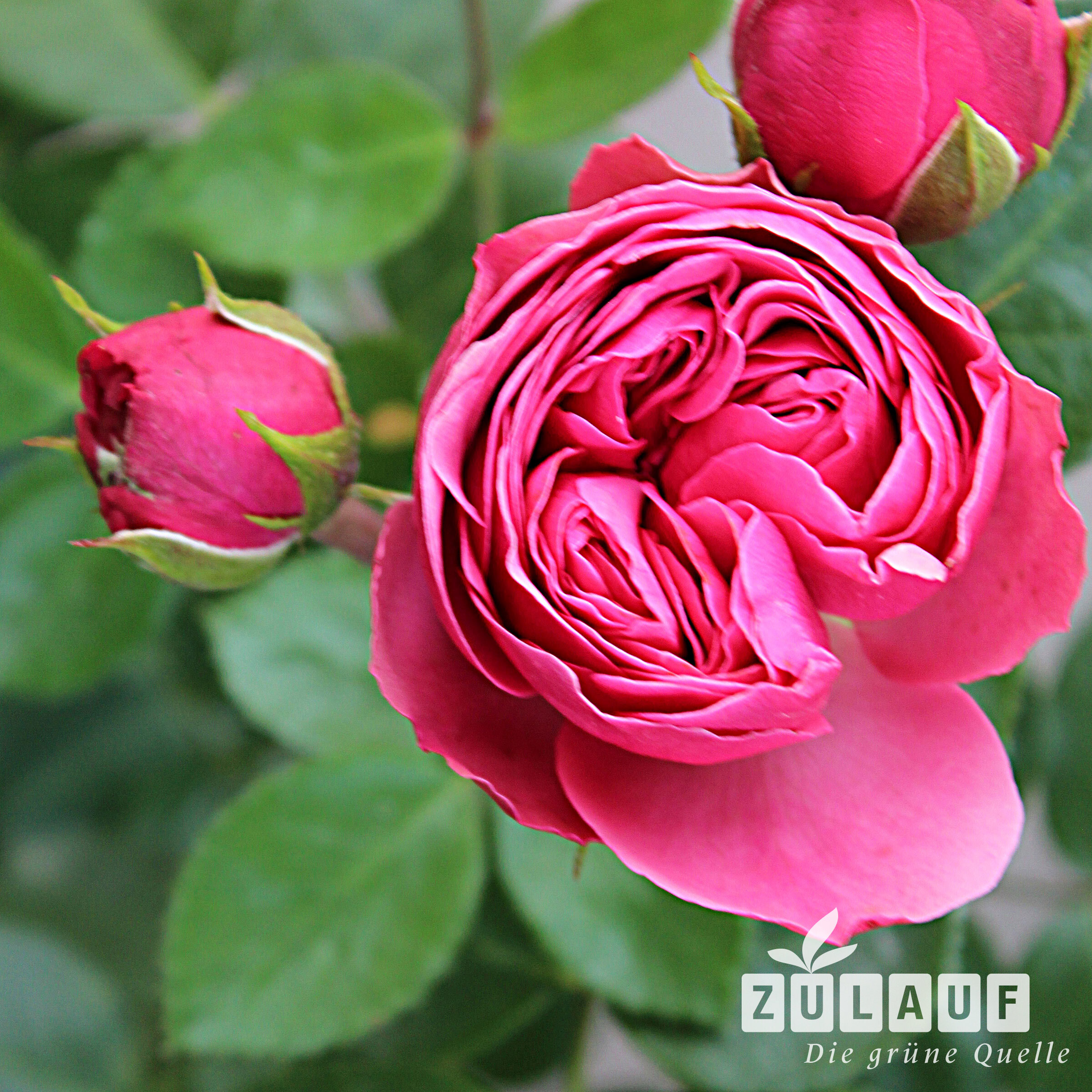 Beetrose 'Magic Rokoko' - Rosa (FL) 'Magic Rokoko'® - Gartencenter ...