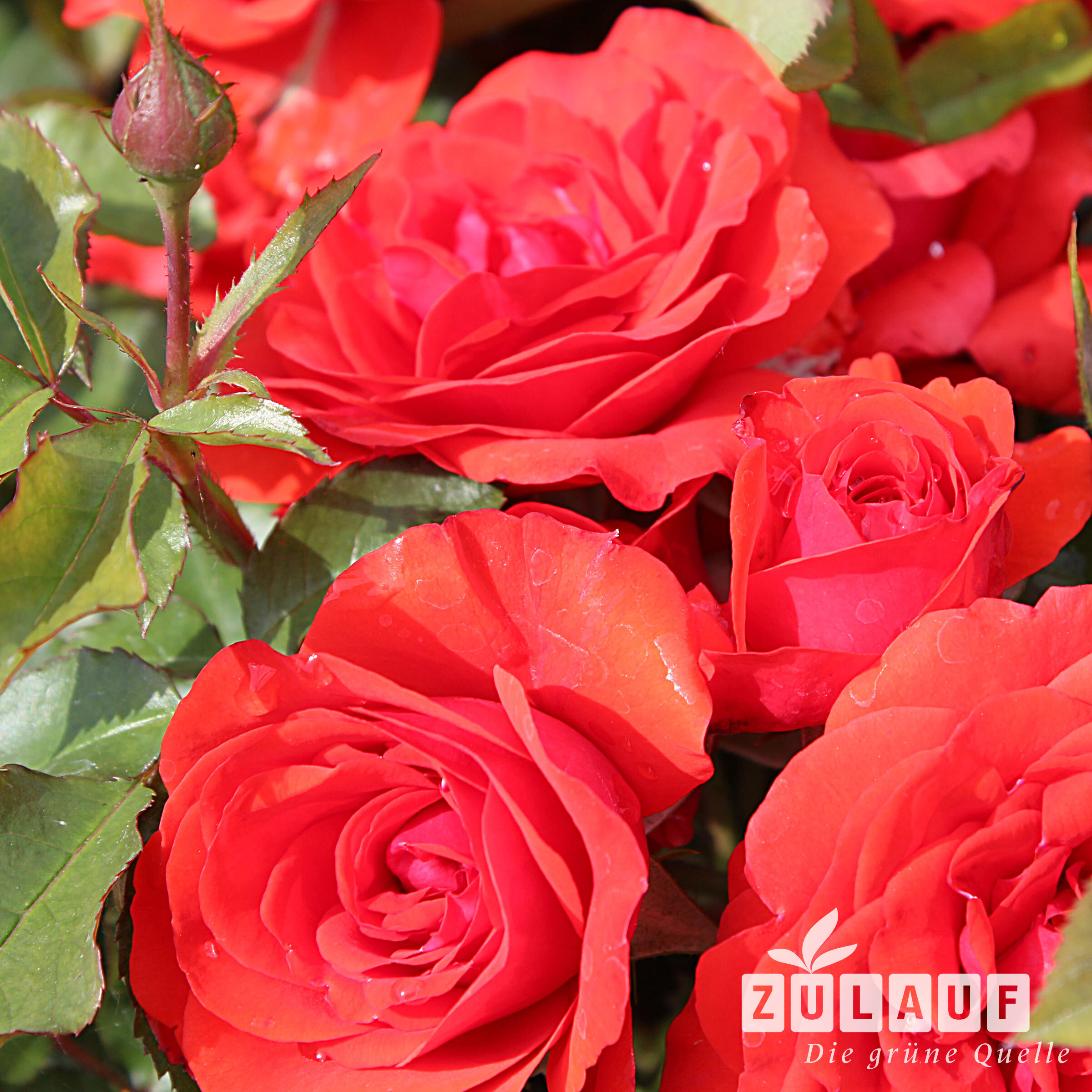 Beetrose 'Trumpeter' - Rosa (FL) 'Trumpeter' | Zulauf Gartencenter