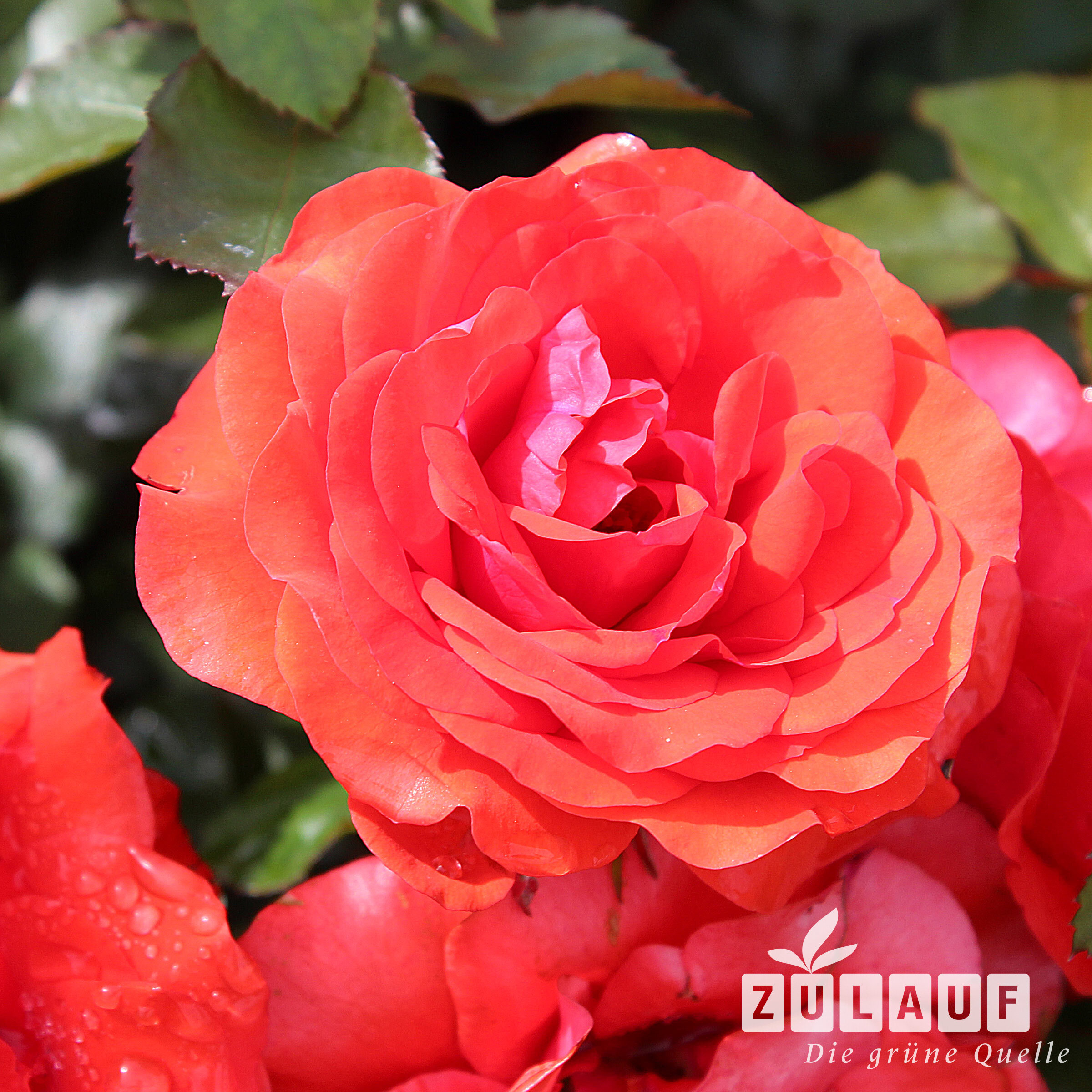 Beetrose 'Trumpeter' - Rosa (FL) 'Trumpeter' | Zulauf Gartencenter