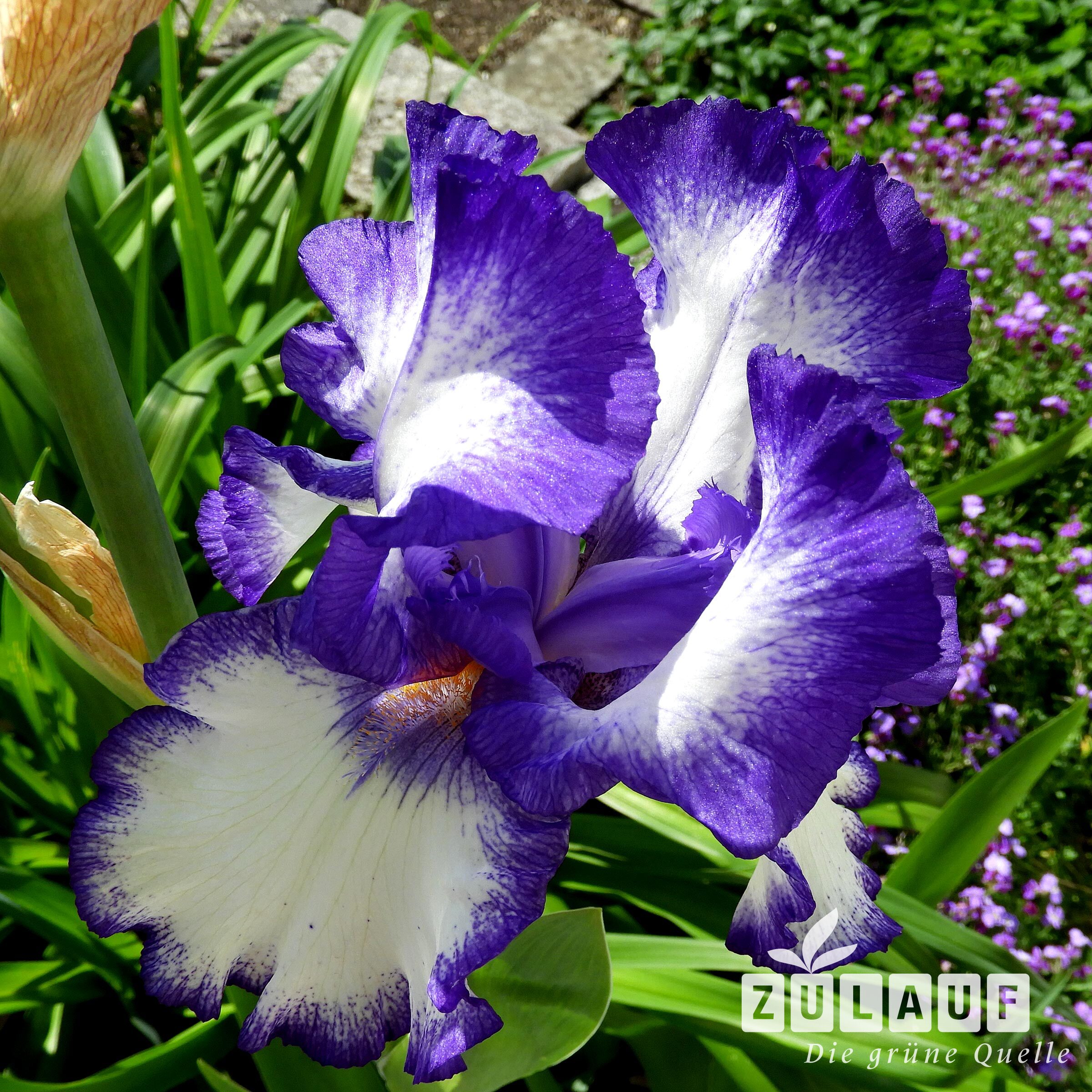 Hohe Bartiris 'Loop the Loop' - Iris (Germanica) 'Loop the Loop' | Zulauf Gartencenter