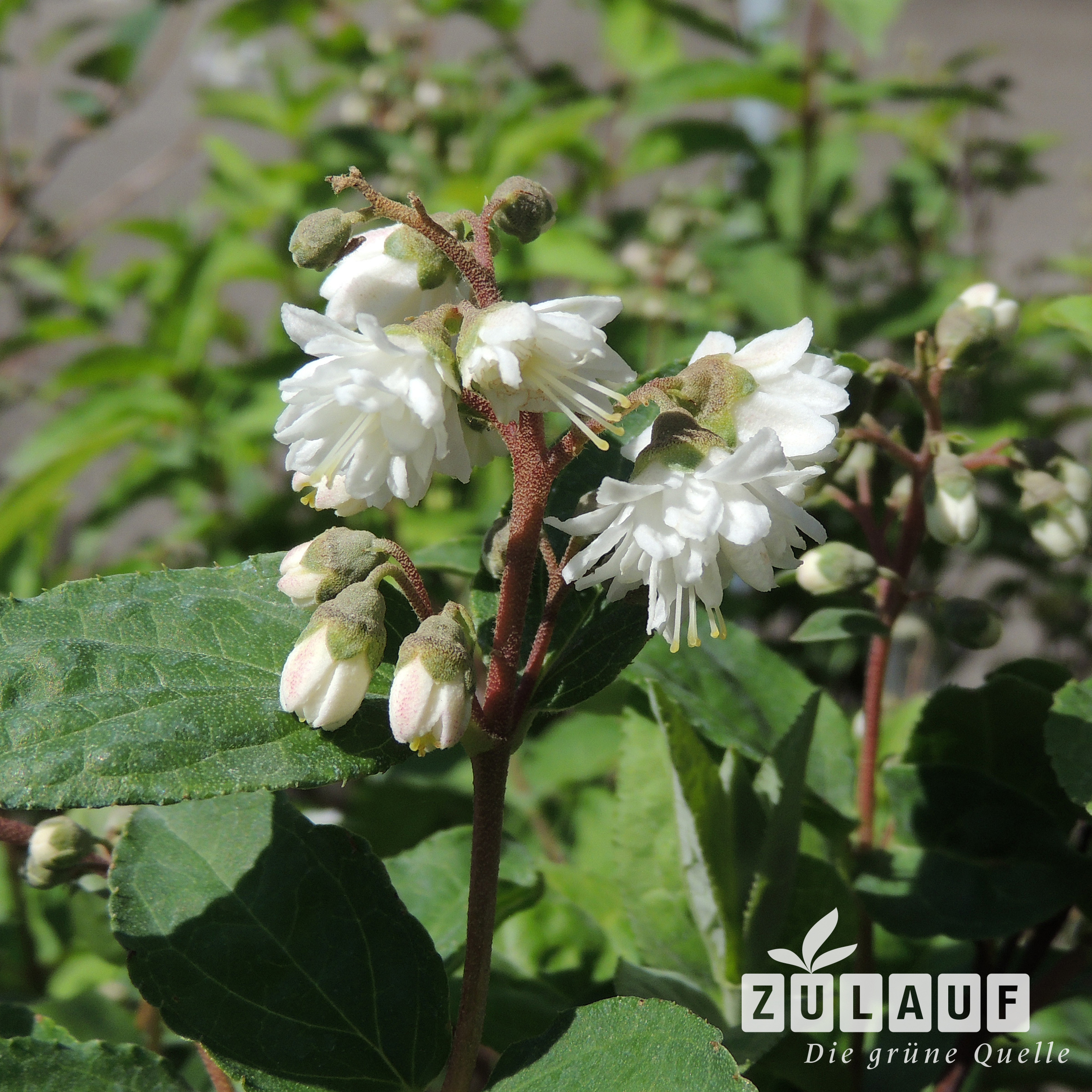 Deutzie 'Pride of Rochester' - Deutzia crenata 'Pride of Rochester ...
