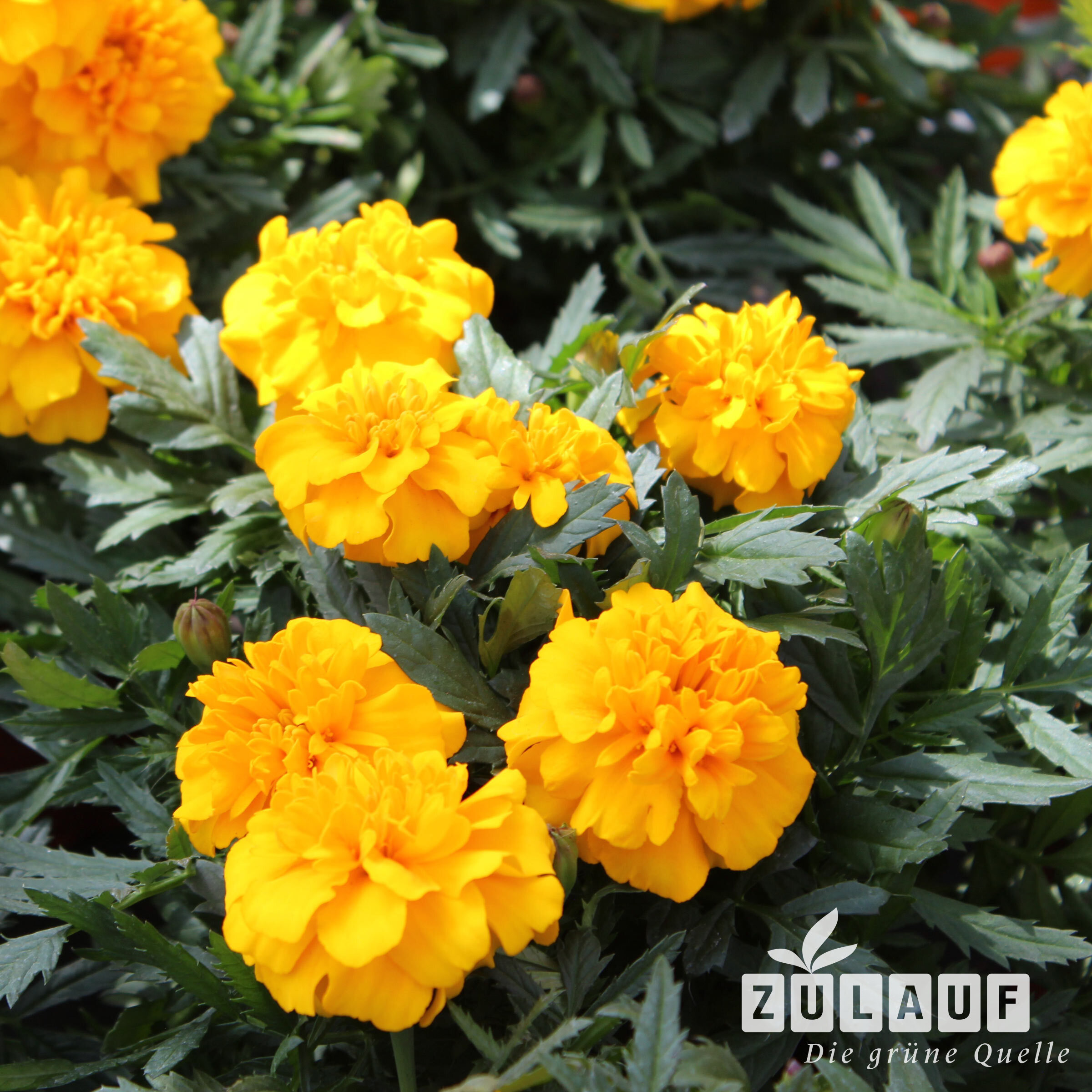 Studentenblume, in Sorten - Tagetes patula | Zulauf Gartencenter