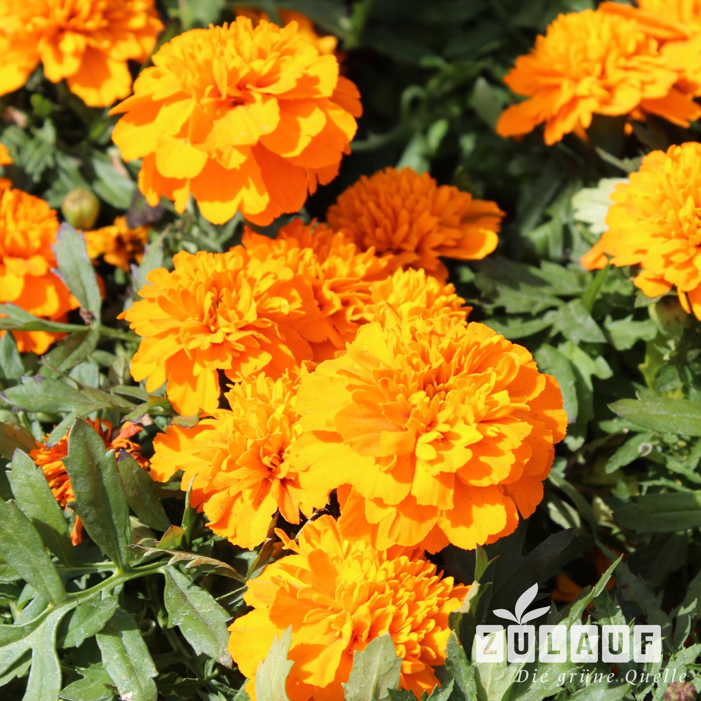 Studentenblume, in Sorten - Tagetes patula | Zulauf Gartencenter