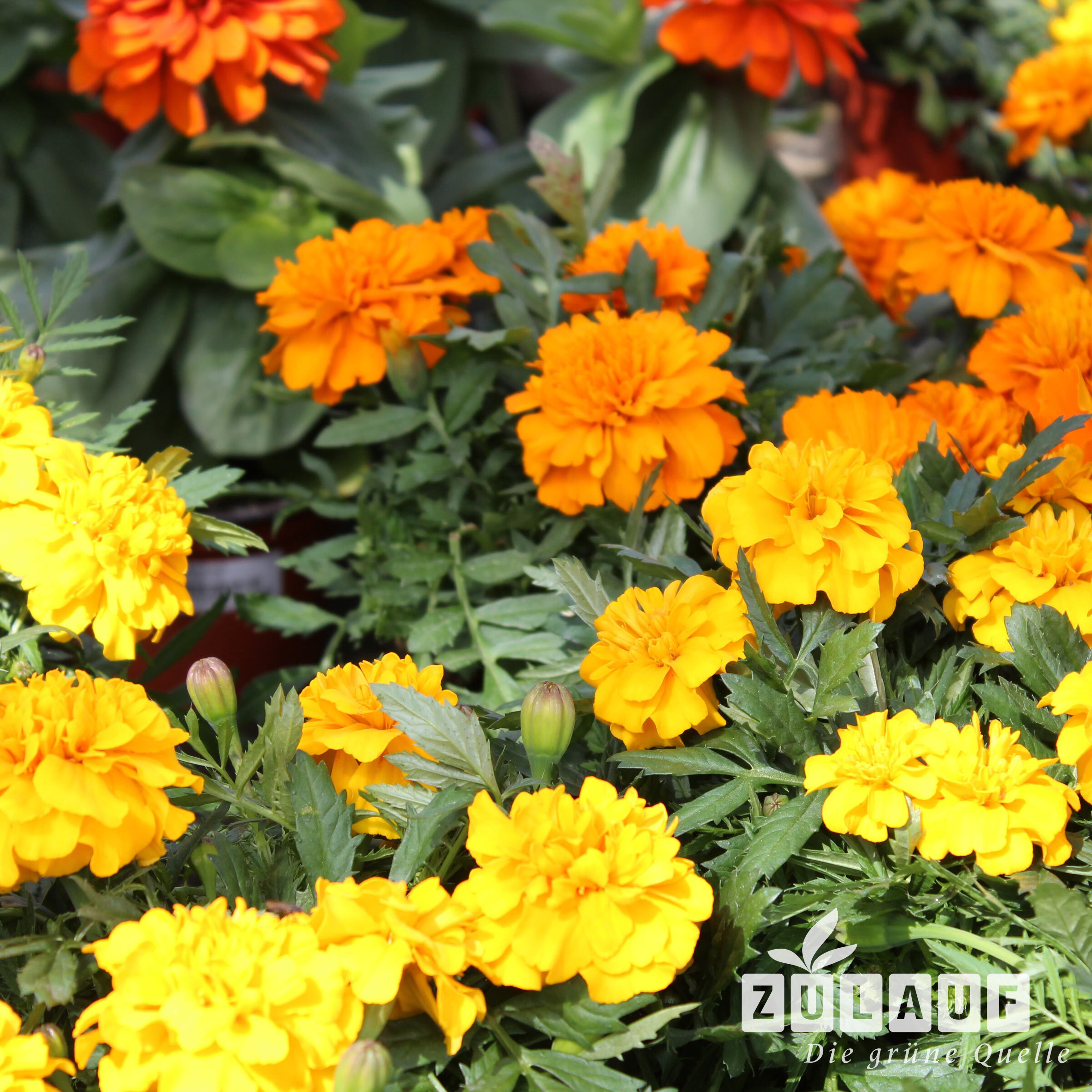 Studentenblume, in Sorten - Tagetes patula | Zulauf Gartencenter