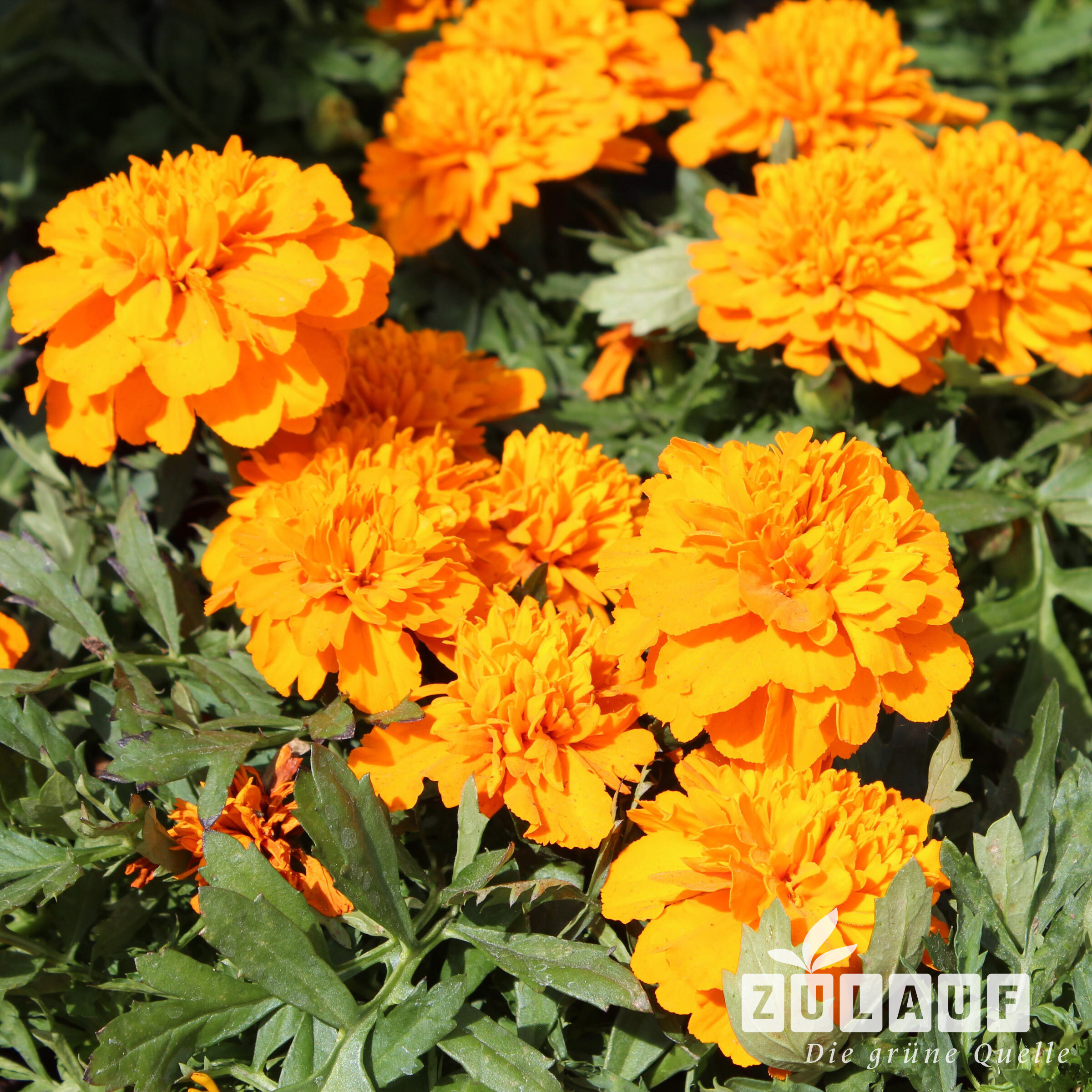 Studentenblume, in Sorten - Tagetes patula | Zulauf Gartencenter
