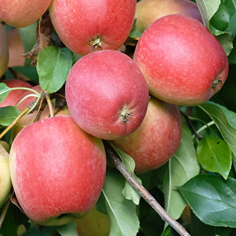 Apfel 'Rewena'® - Malus 'Rewena'® - Gartencenter Zulauf - Pflanzen kaufen