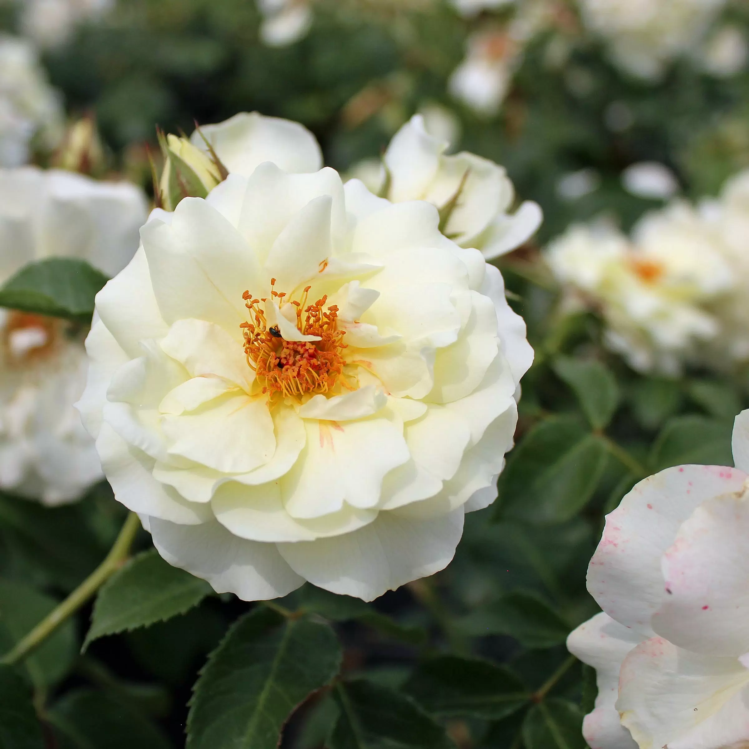 Beetrose 'White Meilove' - Rosa (FL) 'White Meilove'® | Zulauf Gartencenter