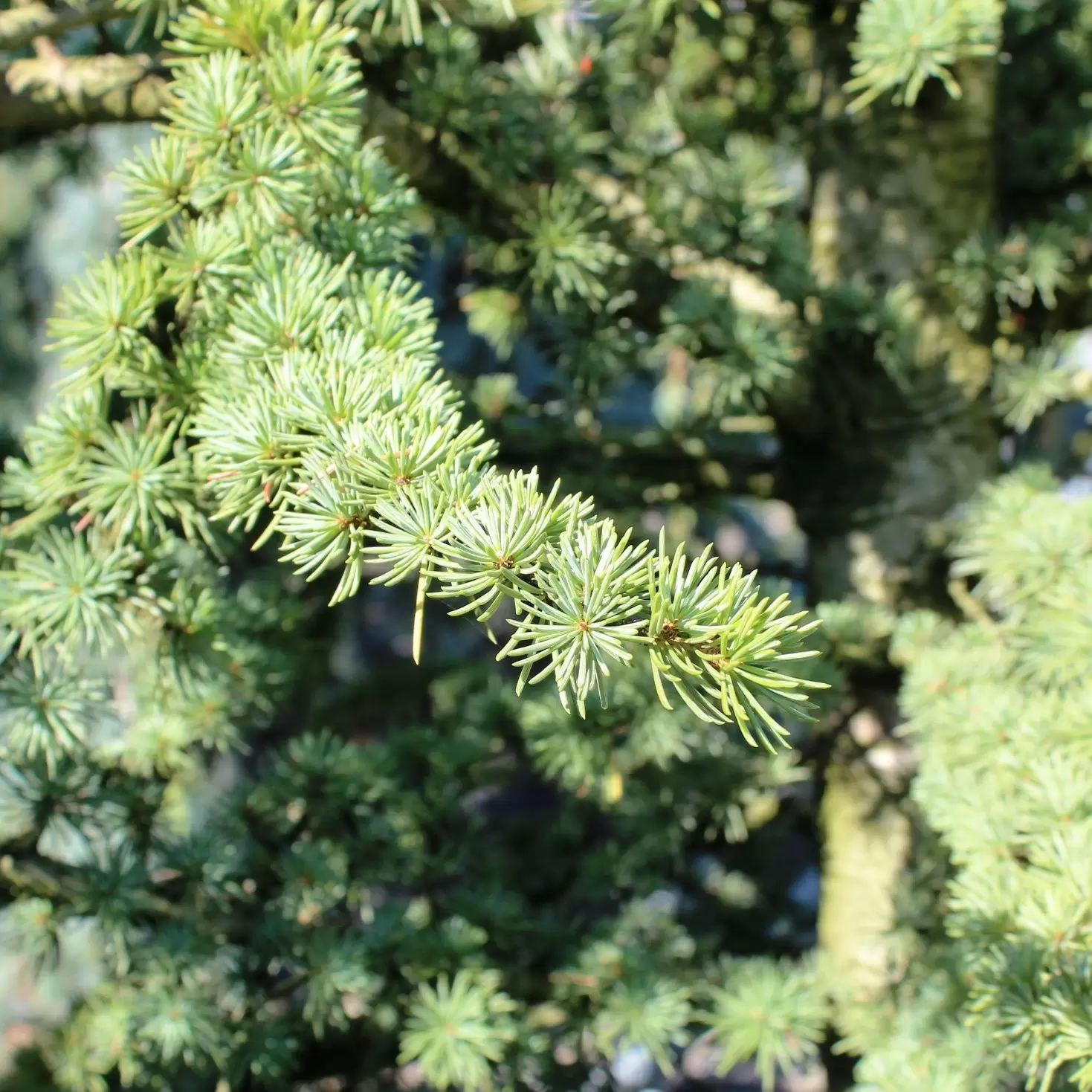 Libanon-Zeder 'Glauca' - Cedrus libani 'Glauca' | Zulauf Gartencenter