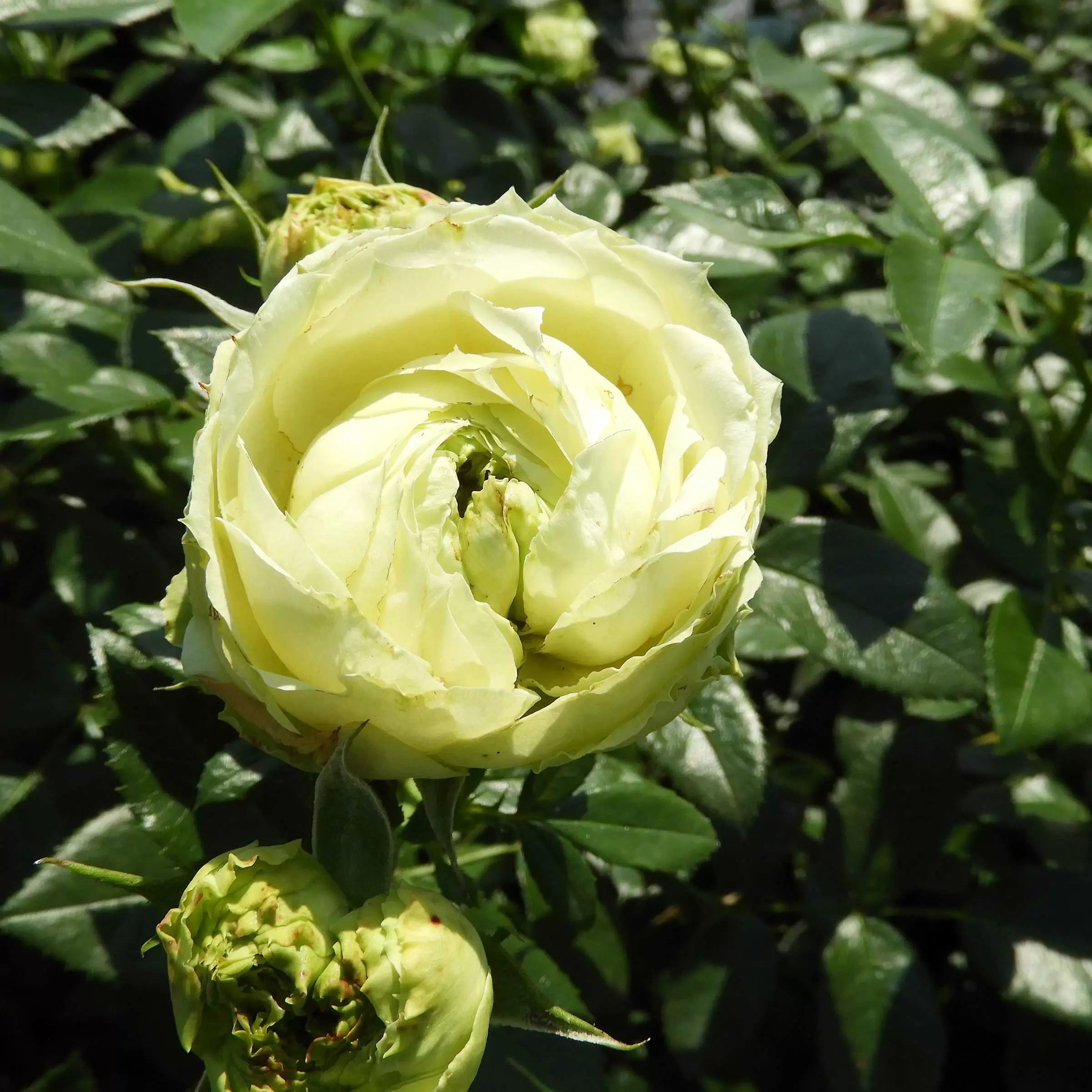 Beetrose 'Lemon Rokoko' - Rosa (FL) 'Lemon Rokoko'® | Zulauf Gartencenter