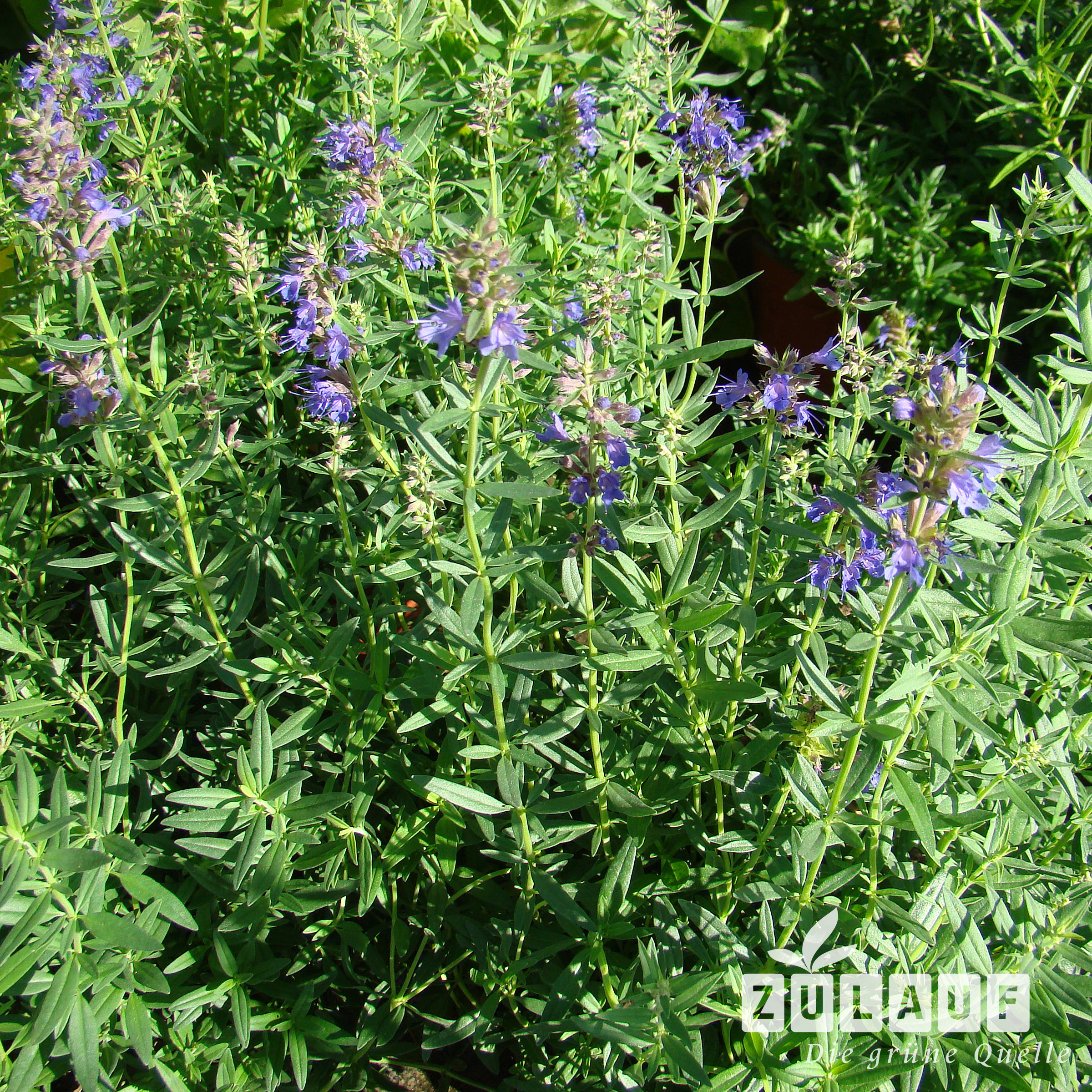 Ysop - Hyssopus officinalis | Zulauf Gartencenter